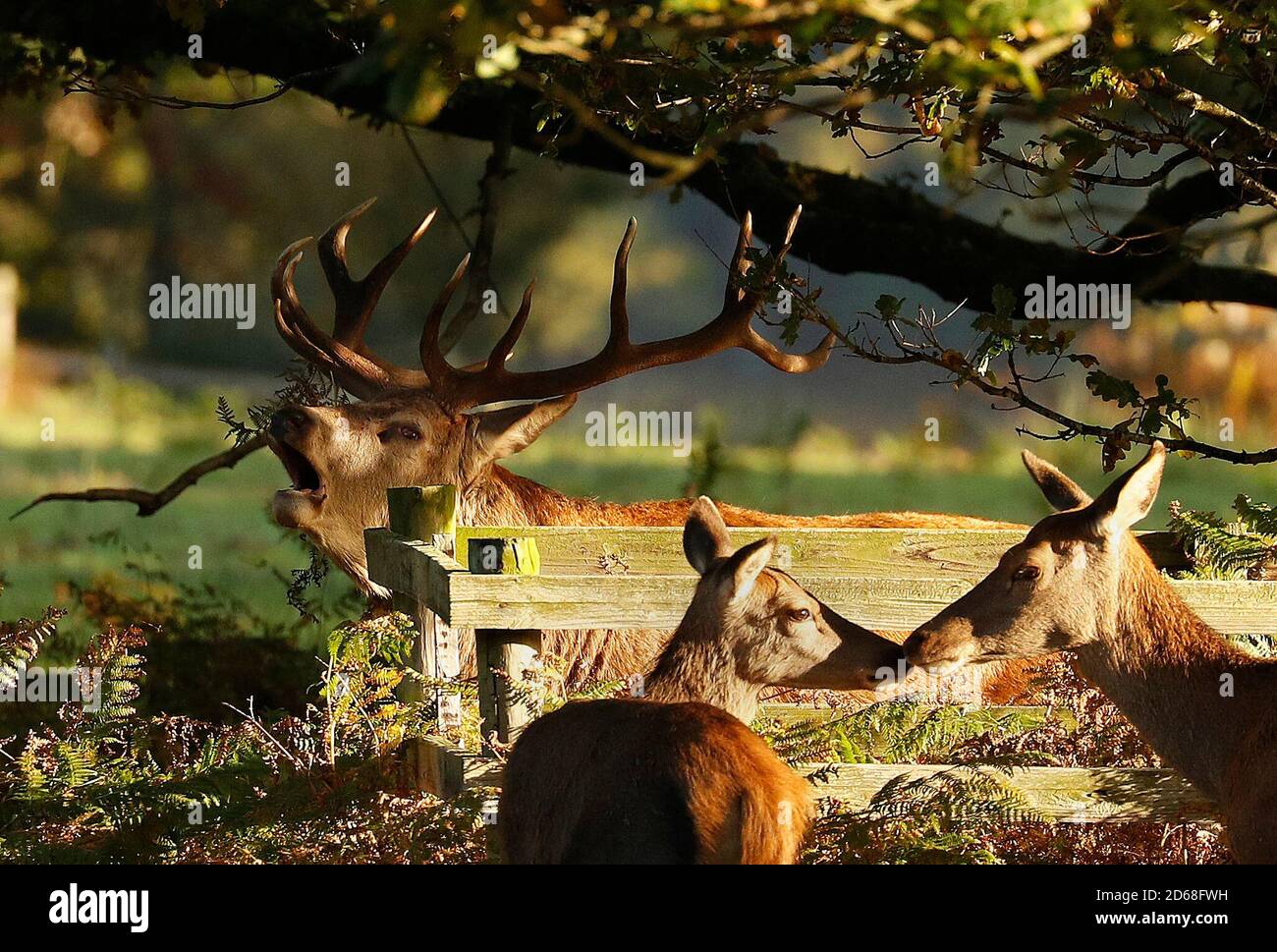 Mating stag deer hi-res stock photography and images - Alamy