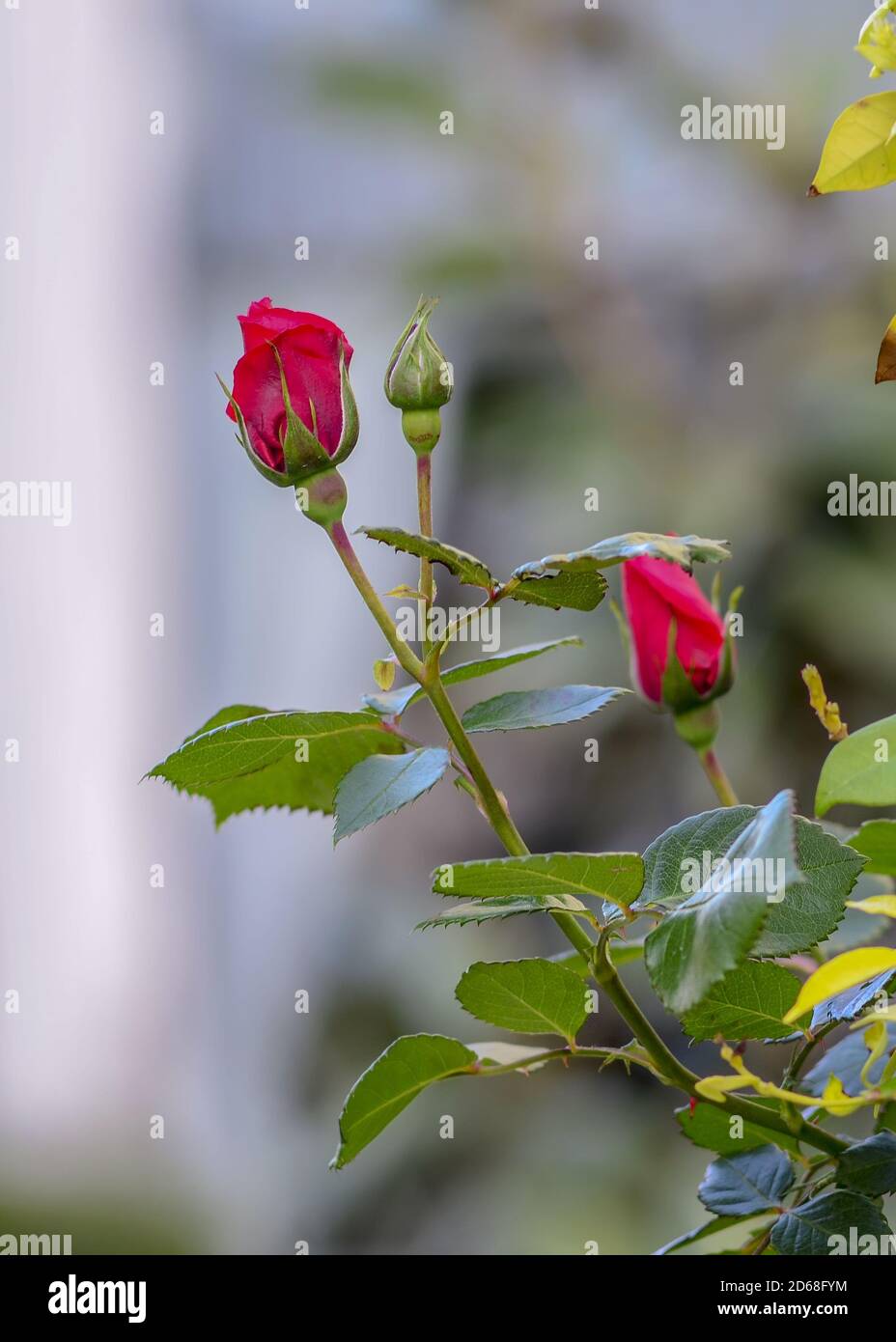 Flowers and bud of a red rose on a bush in the garden close up ...