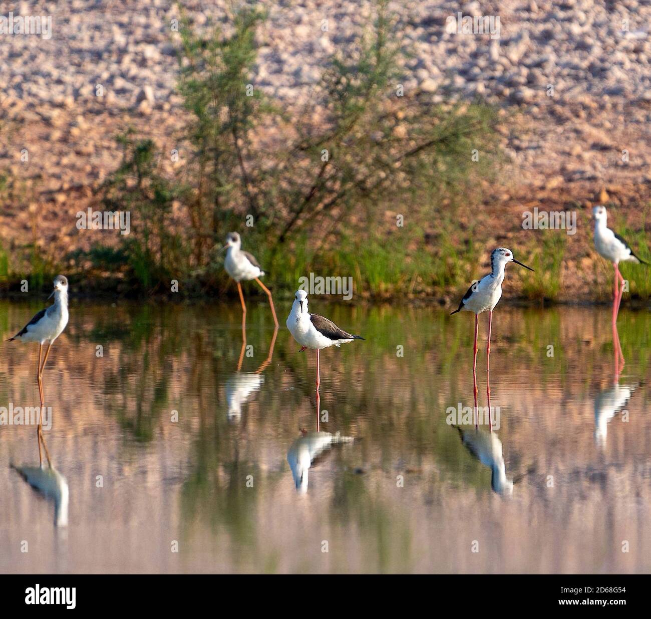 Birds hunting fish hi-res stock photography and images - Alamy