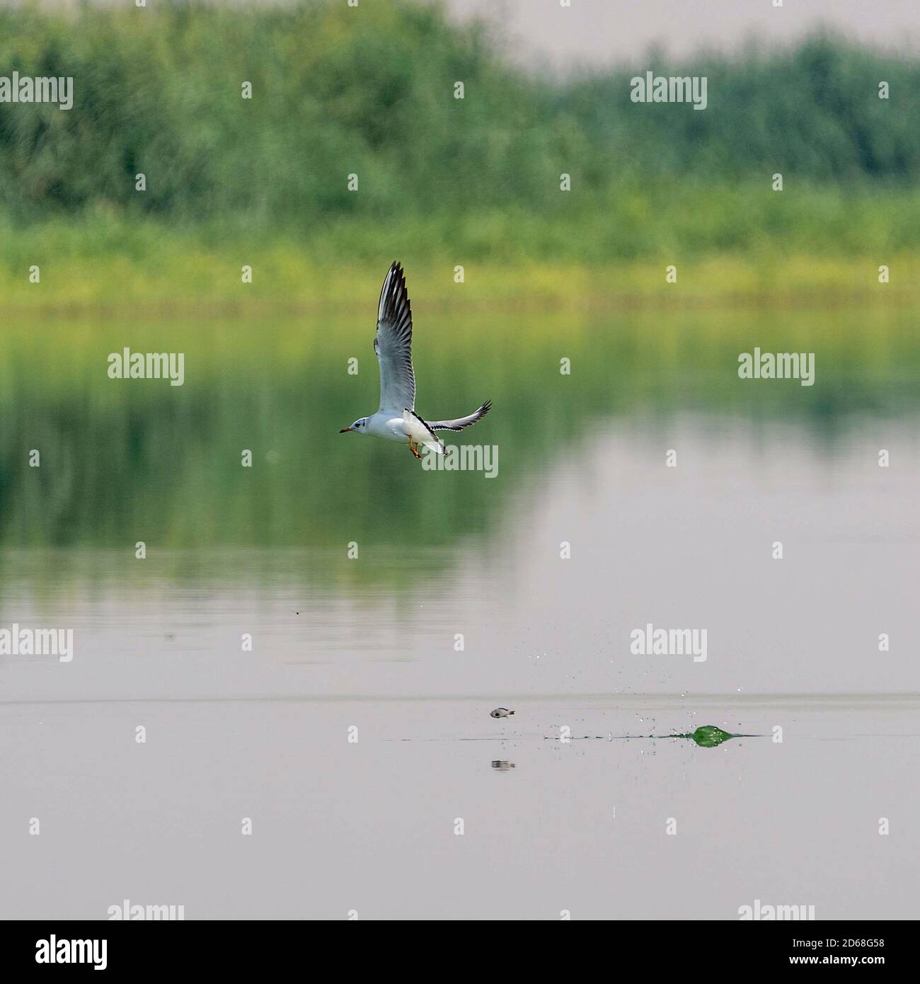 bird hunting jumping fish Stock Photo - Alamy