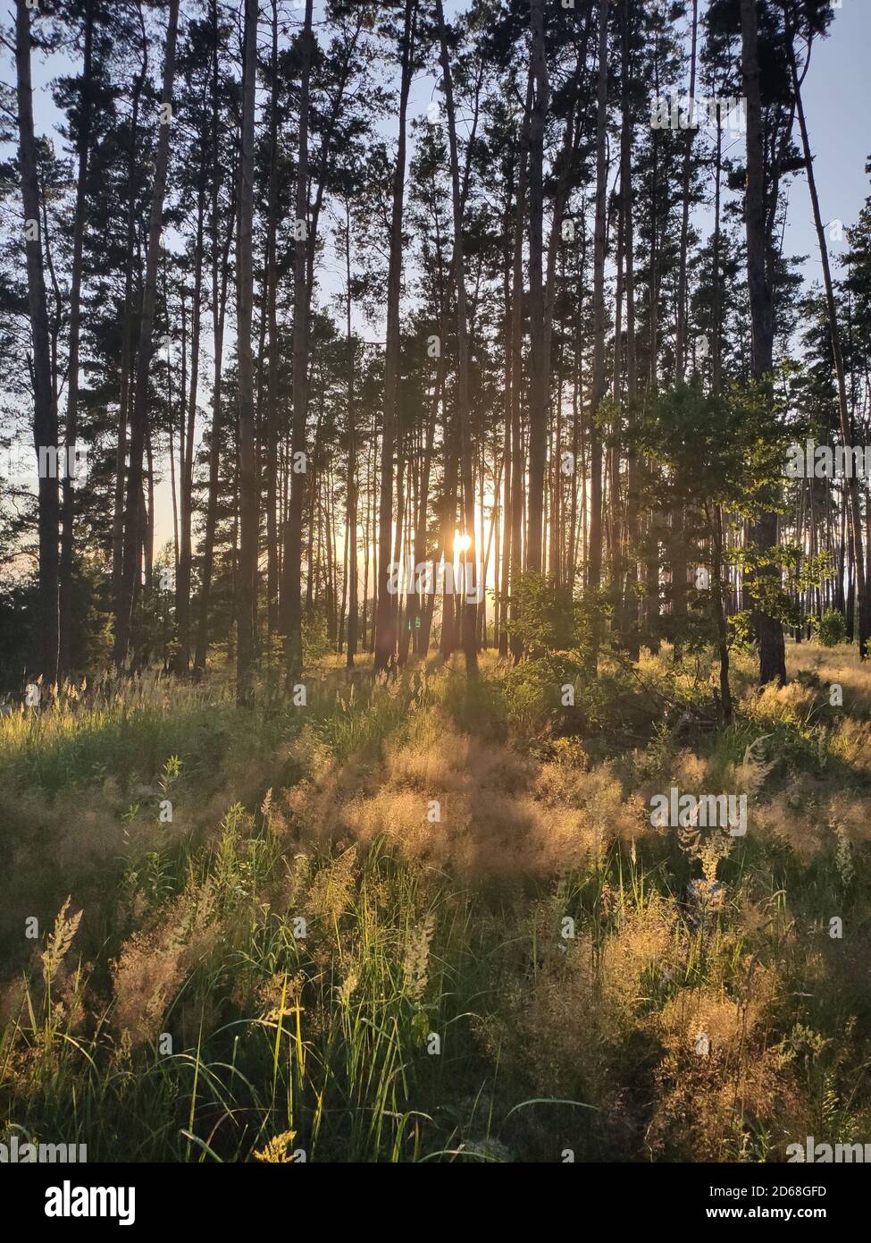 a beautiful forest with sunset through pine trees Stock Photo - Alamy