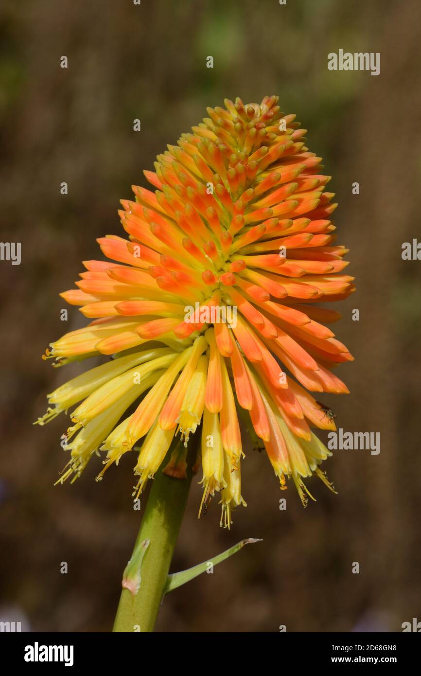 Kniphofia rooperi Rooperi red hot poker red hot poker flower spike ...