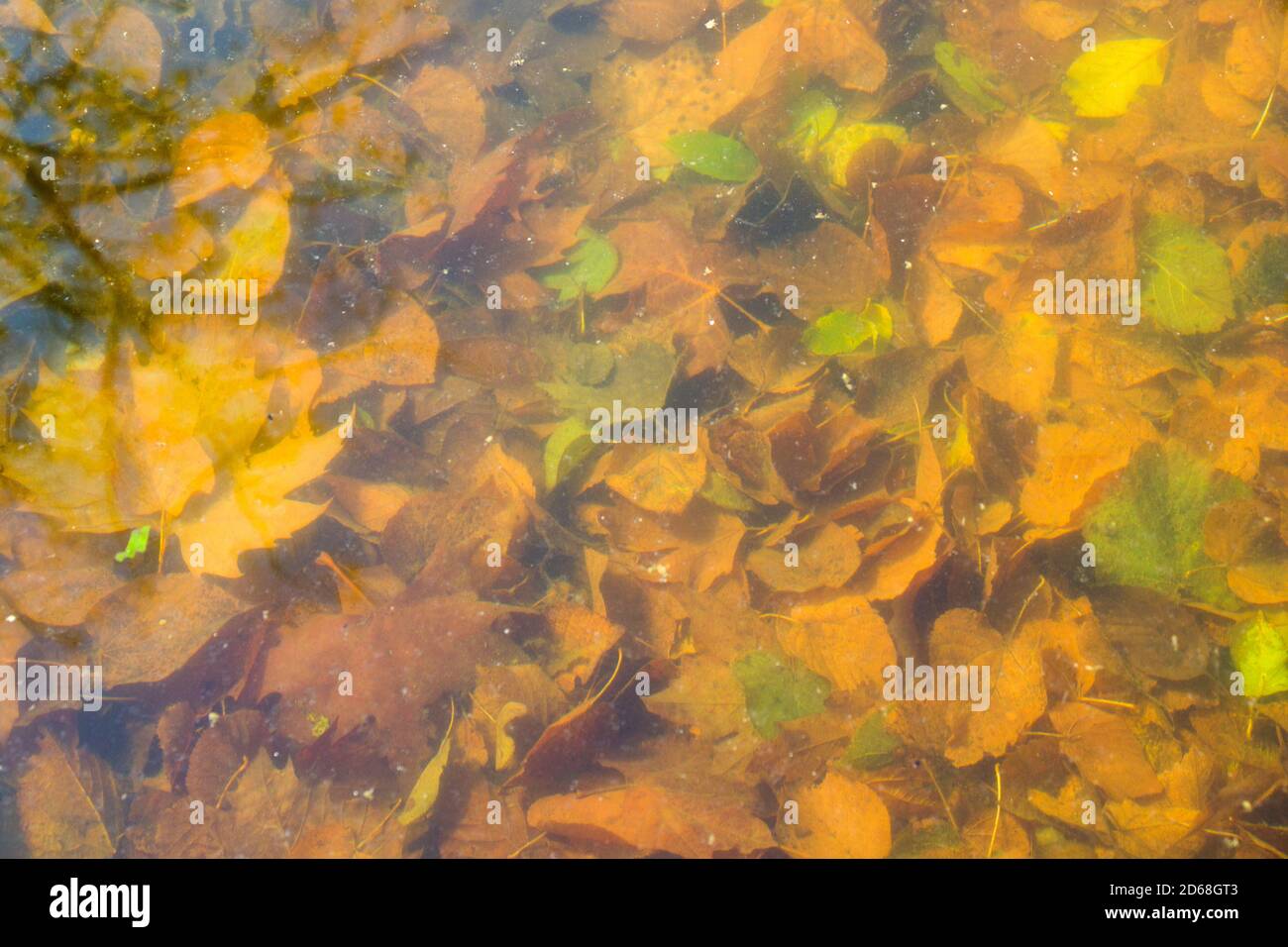 Autumn leaves in the water Stock Photo - Alamy