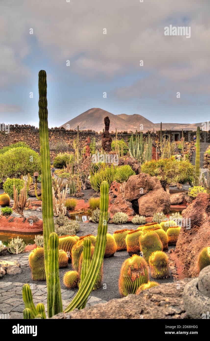 Garden cactus manrique plant botanic hi-res stock photography and ...