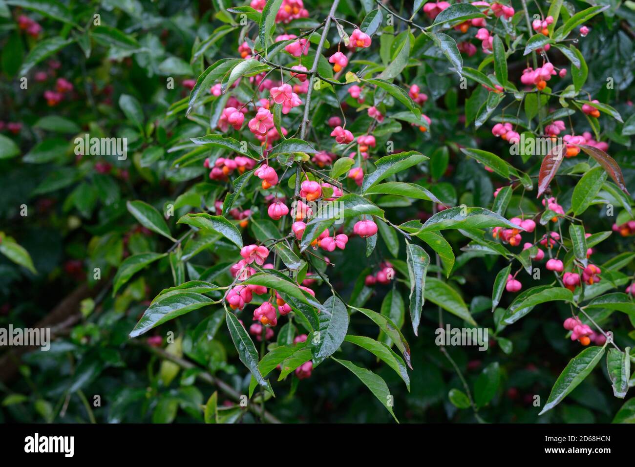 Spindle tree Euonymus europaeus with small yellow flowers followed by ...