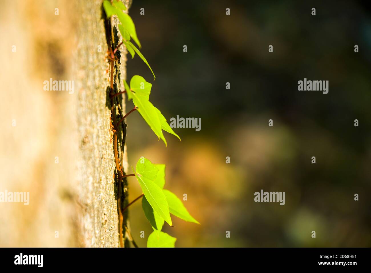 Ivy plant on the tree, nature background, shadows and lights Stock ...