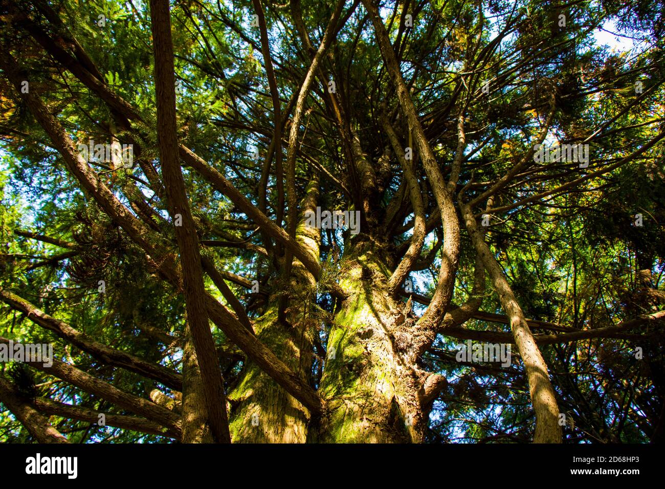 Cryptomeria Japonica Taxodiaceae pine tree in the forest Stock Photo ...