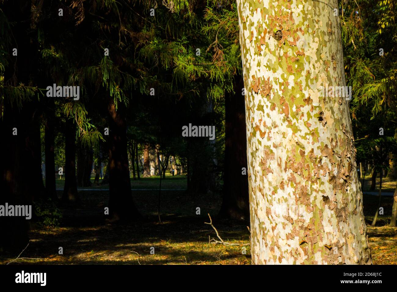 Plane tree close-up background, texture and pattern Stock Photo - Alamy