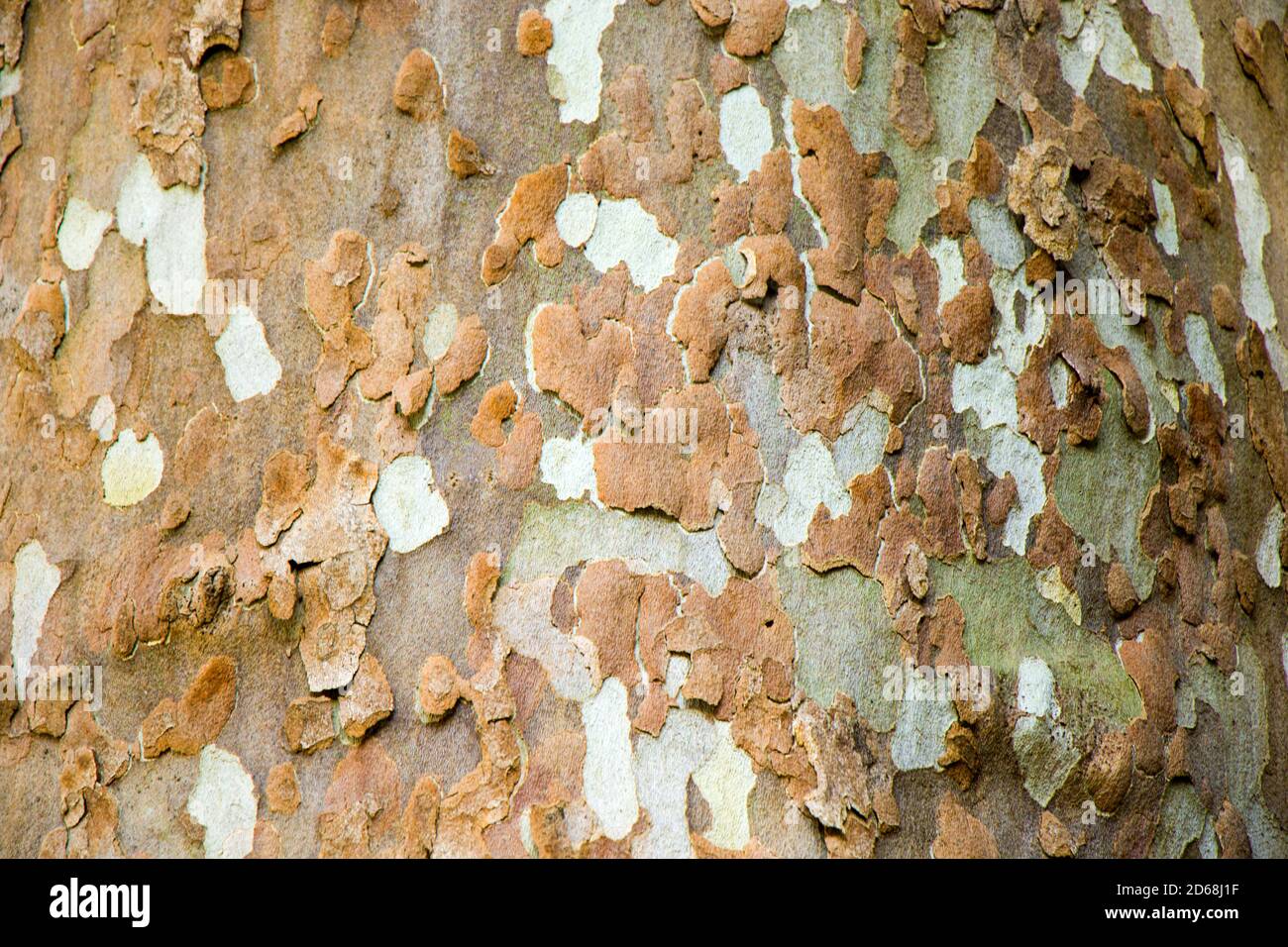 Plane tree close-up background, texture and pattern Stock Photo - Alamy