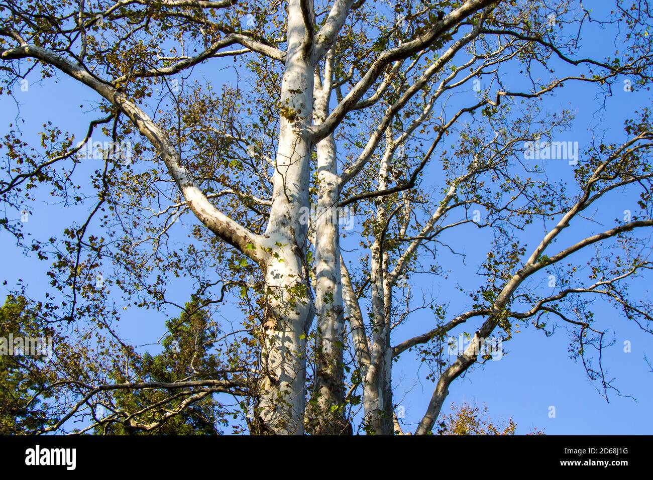 Plane tree close-up on the blue sky, autumn sunlight Stock Photo - Alamy