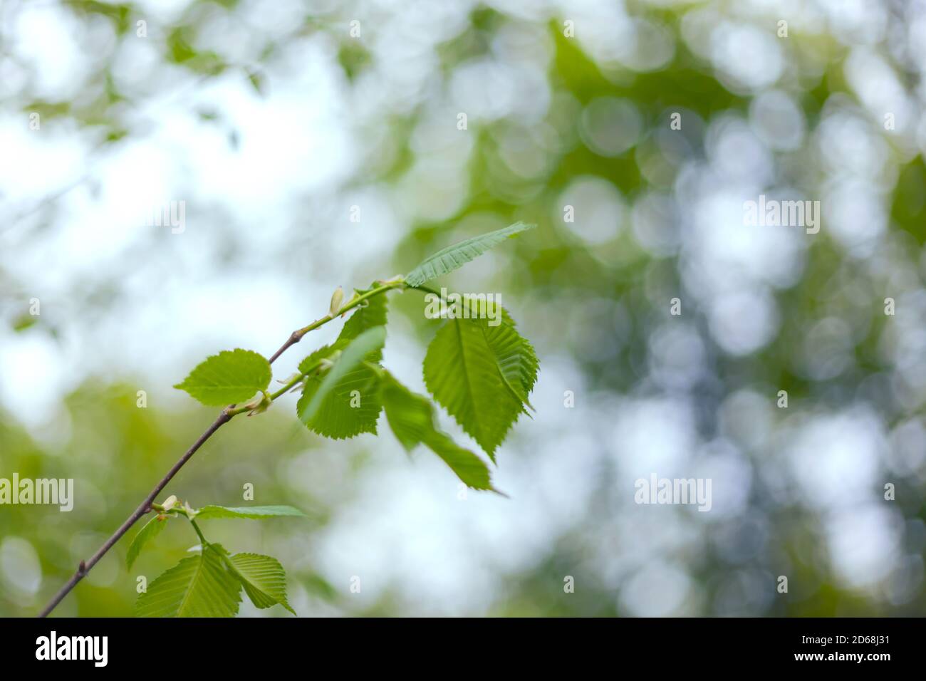 Detailed image of tree branch hi-res stock photography and images - Alamy