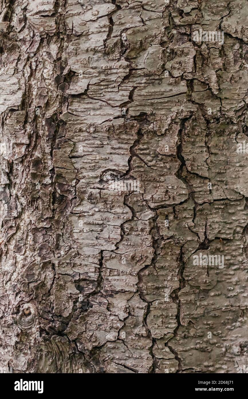 Brown tree bark Stock Photo - Alamy