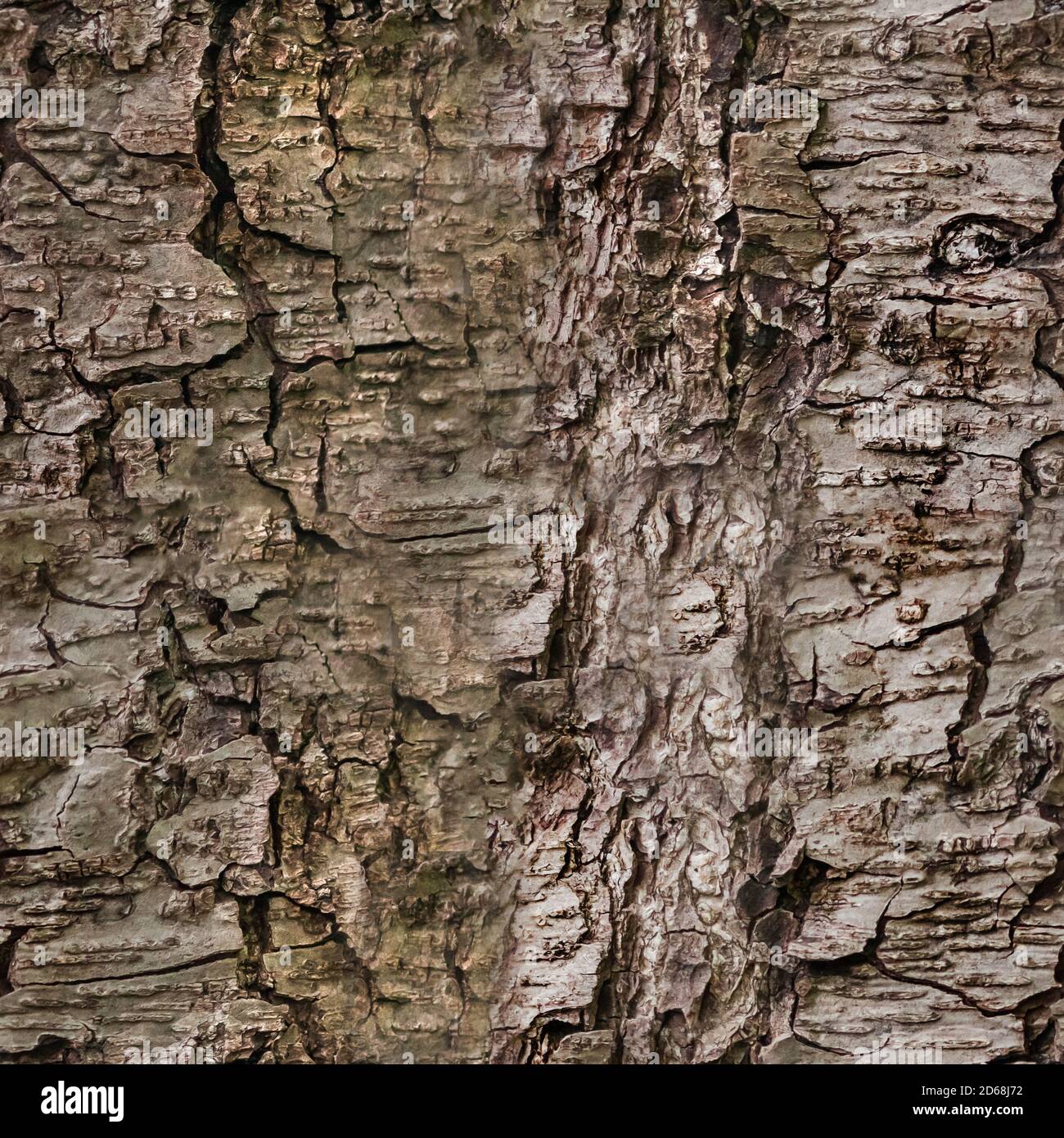 Seamless bark hi-res stock photography and images - Alamy