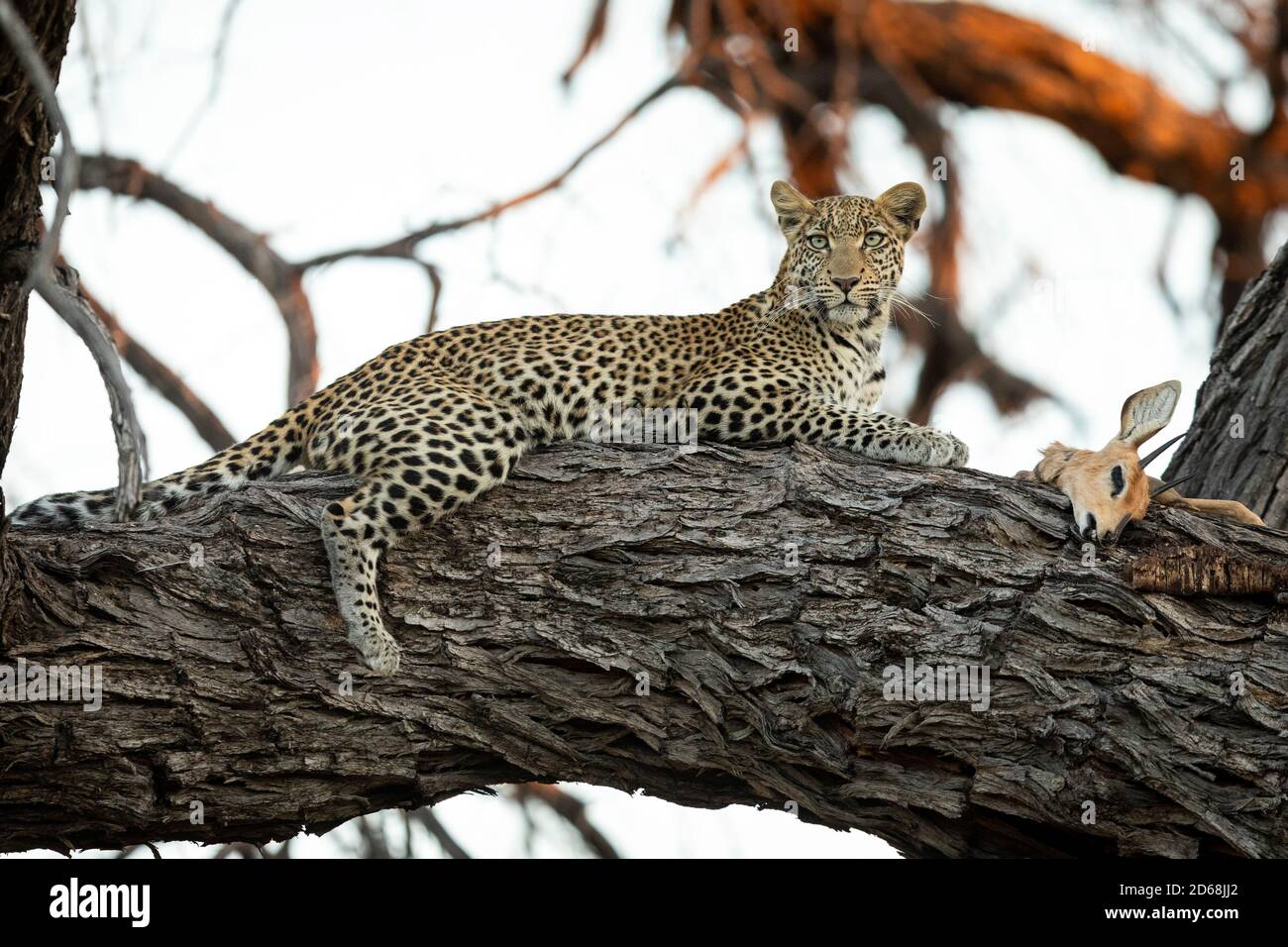 Leopard lying on a large tree branch with its prey in Botswana Stock ...