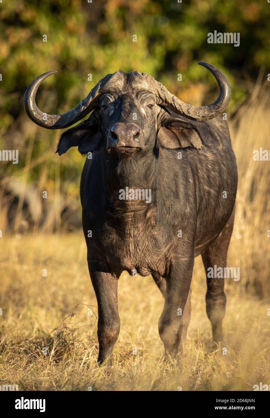 Buffalo reserve hi-res stock photography and images - Alamy