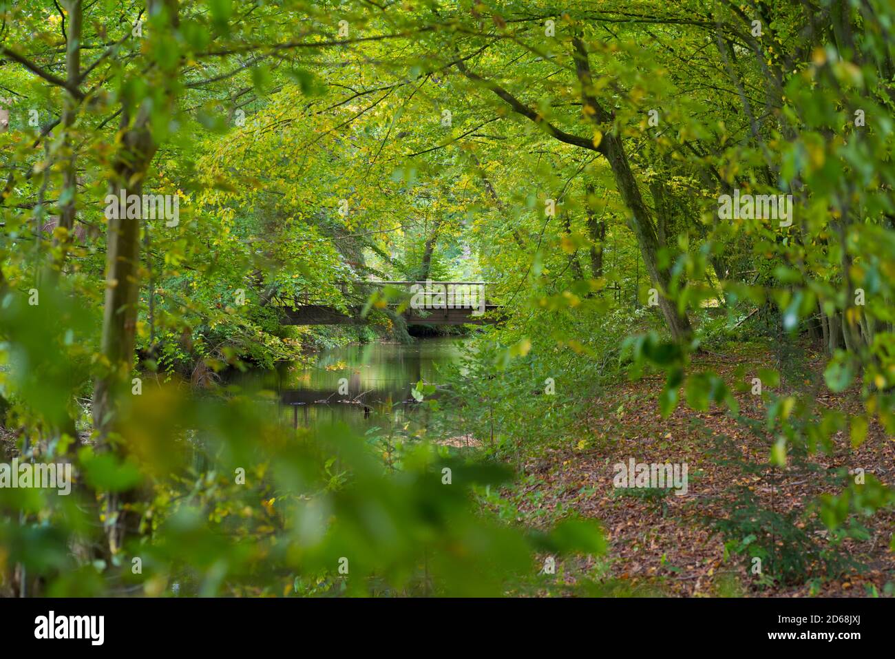 small wooden footbridge over a stream in a forest Stock Photo - Alamy