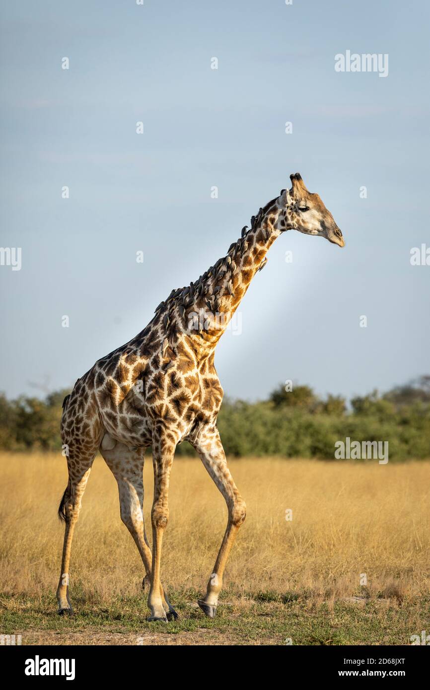 Male giraffe vertical hi-res stock photography and images - Alamy