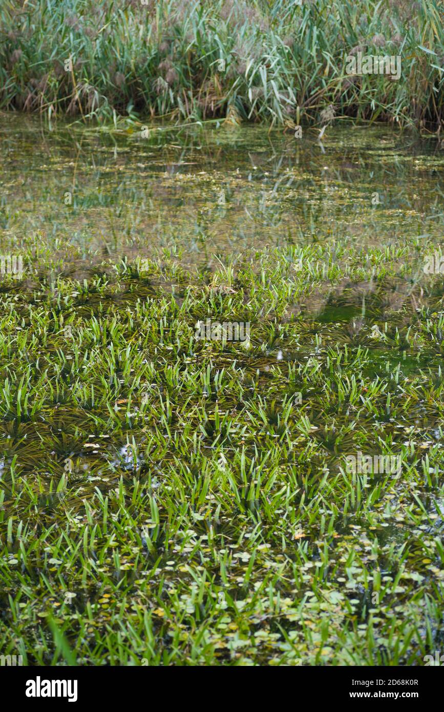 exotic water plants overgrown a small canal in the netherlands Stock ...