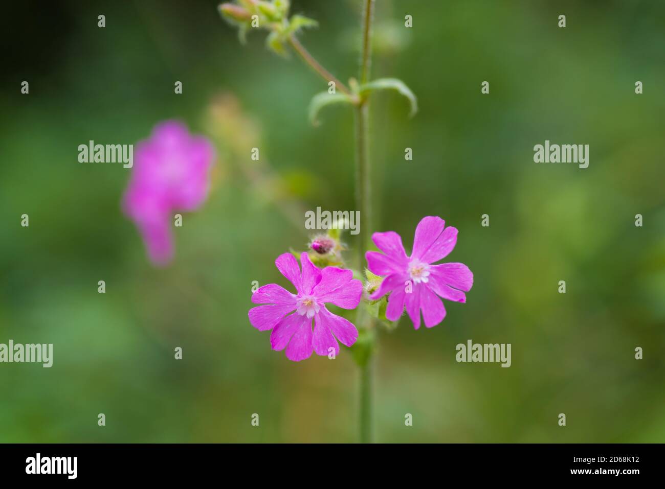 Close up image of Flowers of a perennial plant Silene dioica known as ...