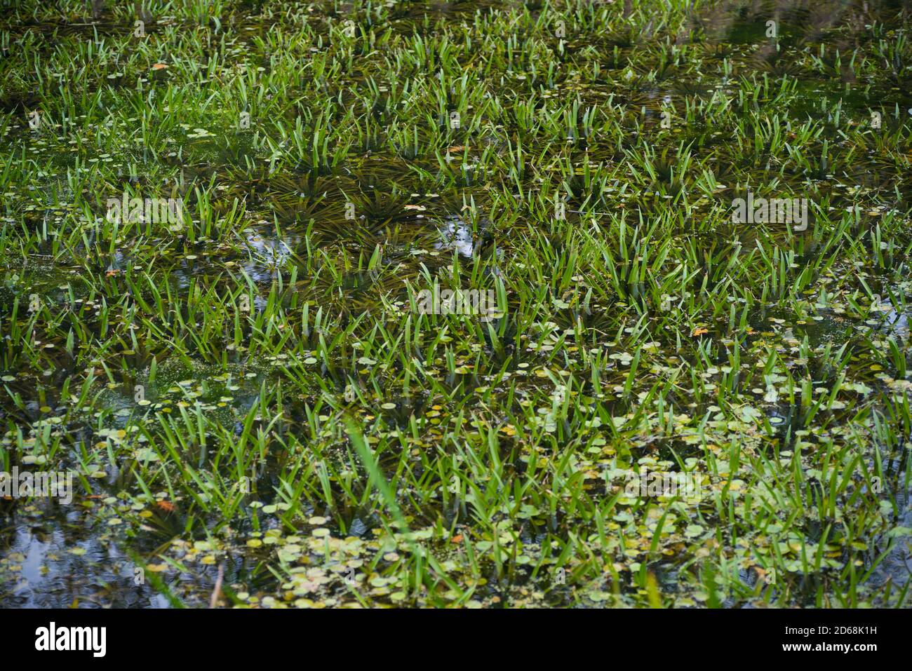 exotic water plants overgrown a small canal in the netherlands Stock ...