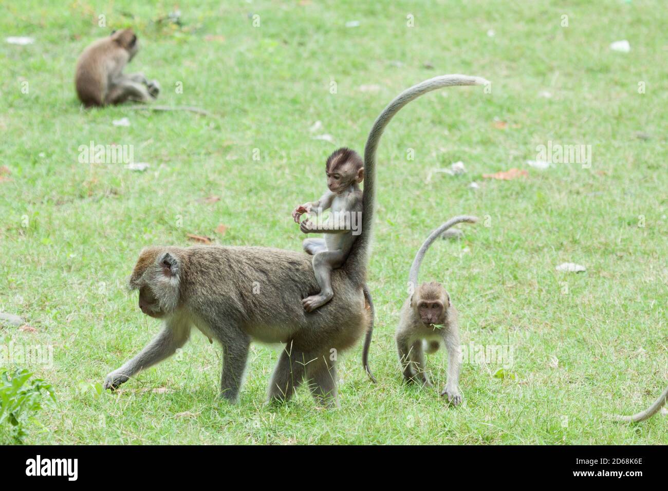 Monkey at Bama Beach, Baluran National Park, Banyuwangi, East Java ...