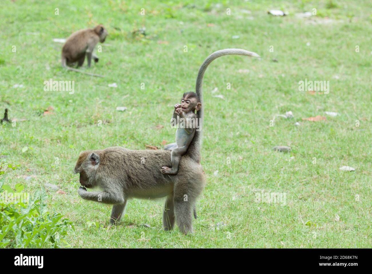 Monkey at Bama Beach, Baluran National Park, Banyuwangi, East Java ...