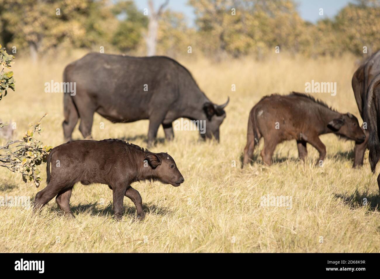 Small buffalo calf walking together with its herd in dry grass in ...