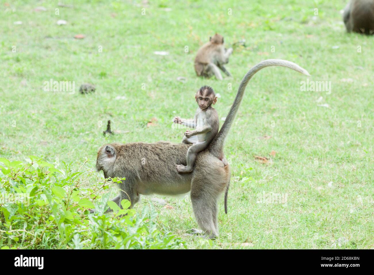 Monkey at Bama Beach, Baluran National Park, Banyuwangi, East Java ...