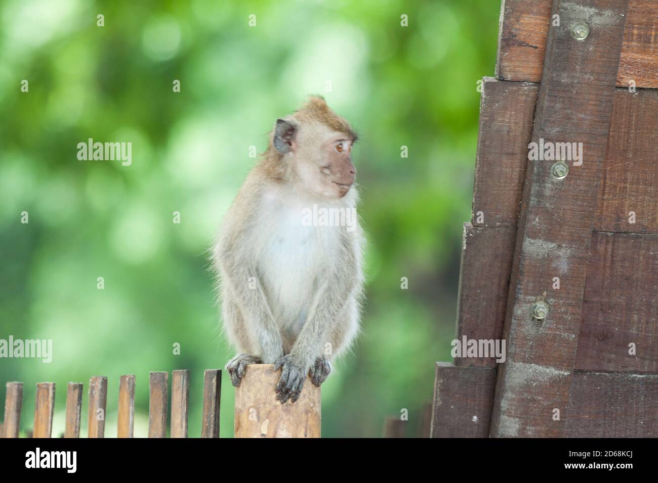 Monkey at Bama Beach, Baluran National Park, Banyuwangi, East Java ...