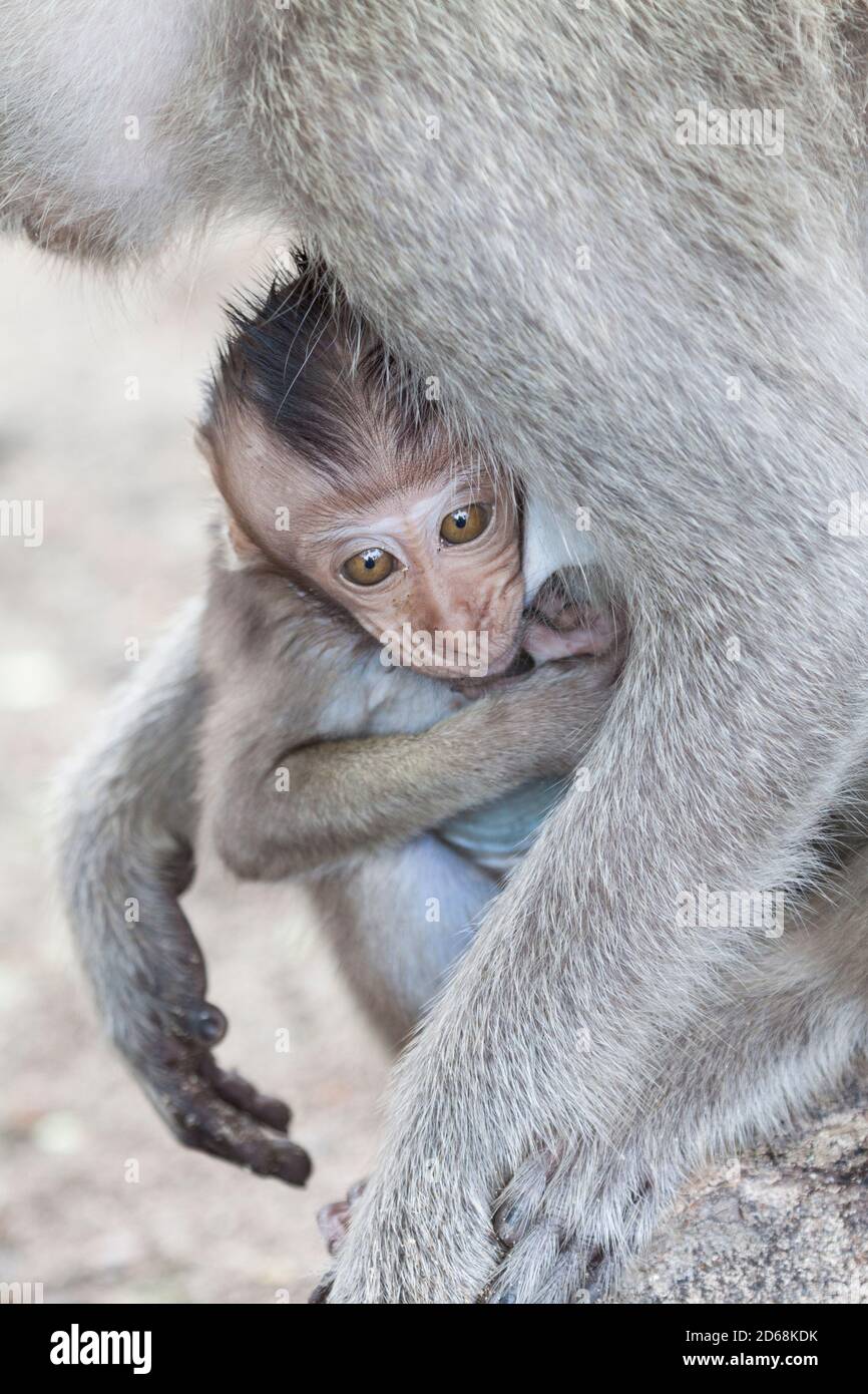 Monkey at Bama Beach, Baluran National Park, Banyuwangi, East Java ...