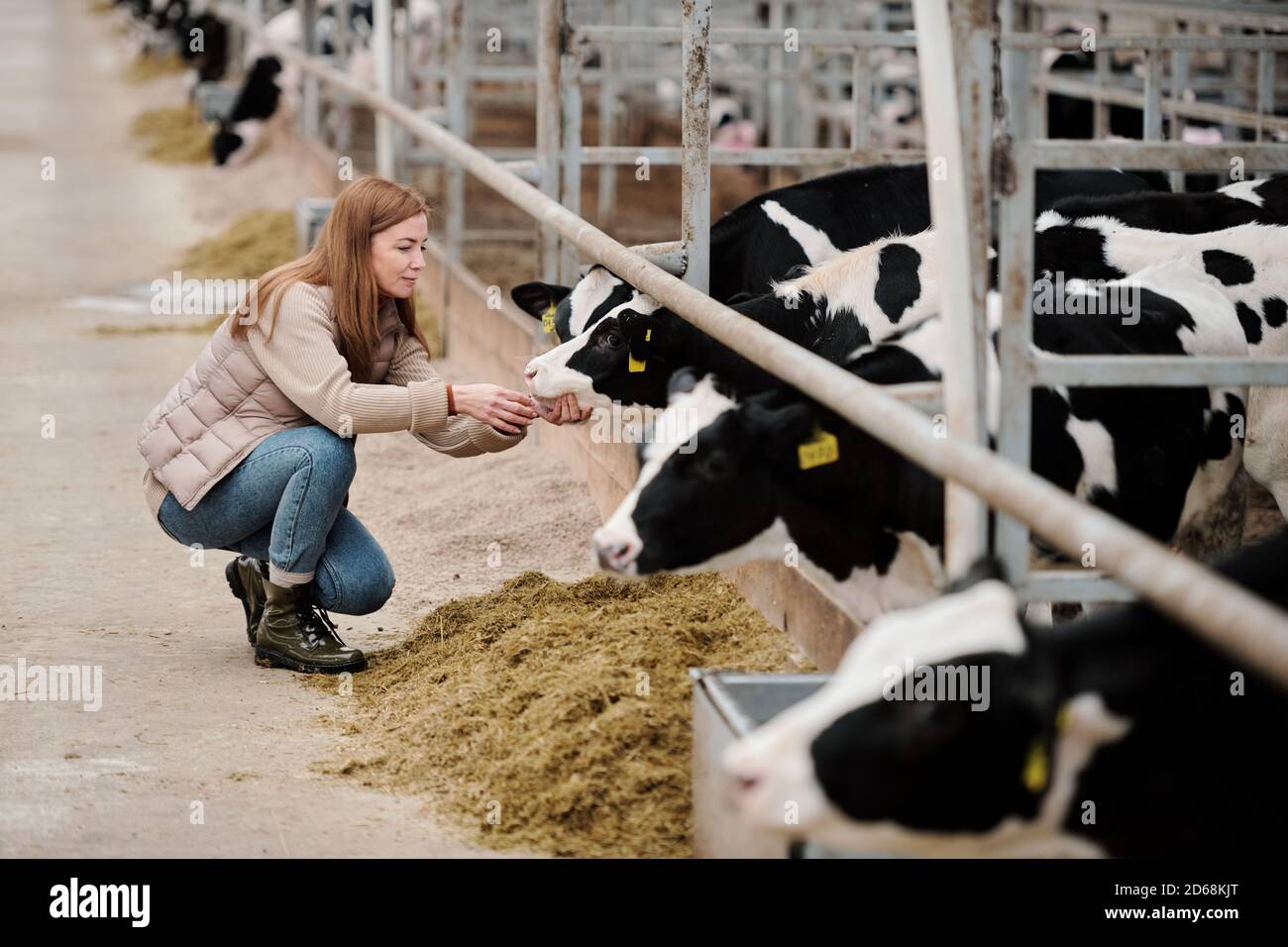 Attractive redhead woman crouching near cow and checking its mouth ...