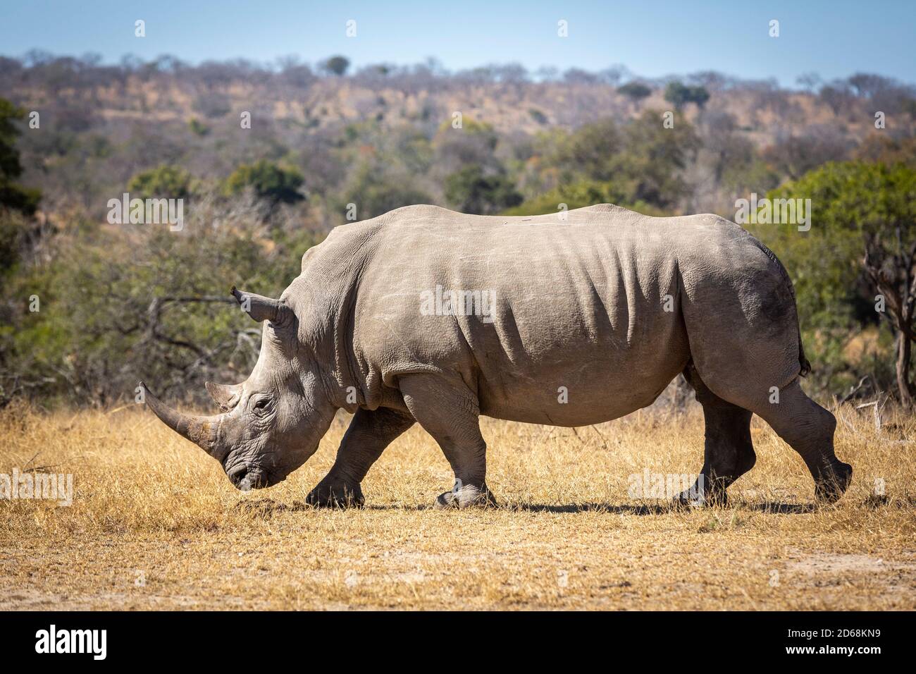 Large white rhino with a big horn walking on dry grass in Kruger Park ...
