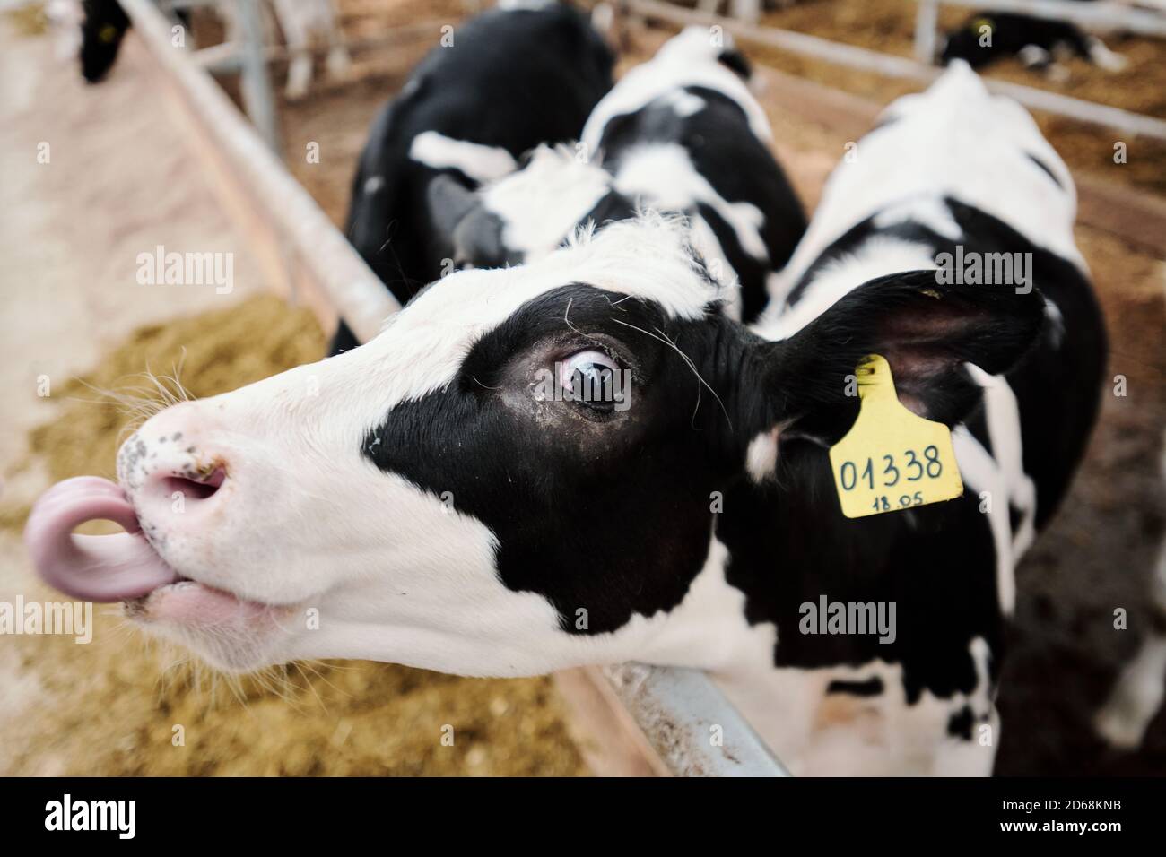 Farm animal ear tag hi-res stock photography and images - Alamy