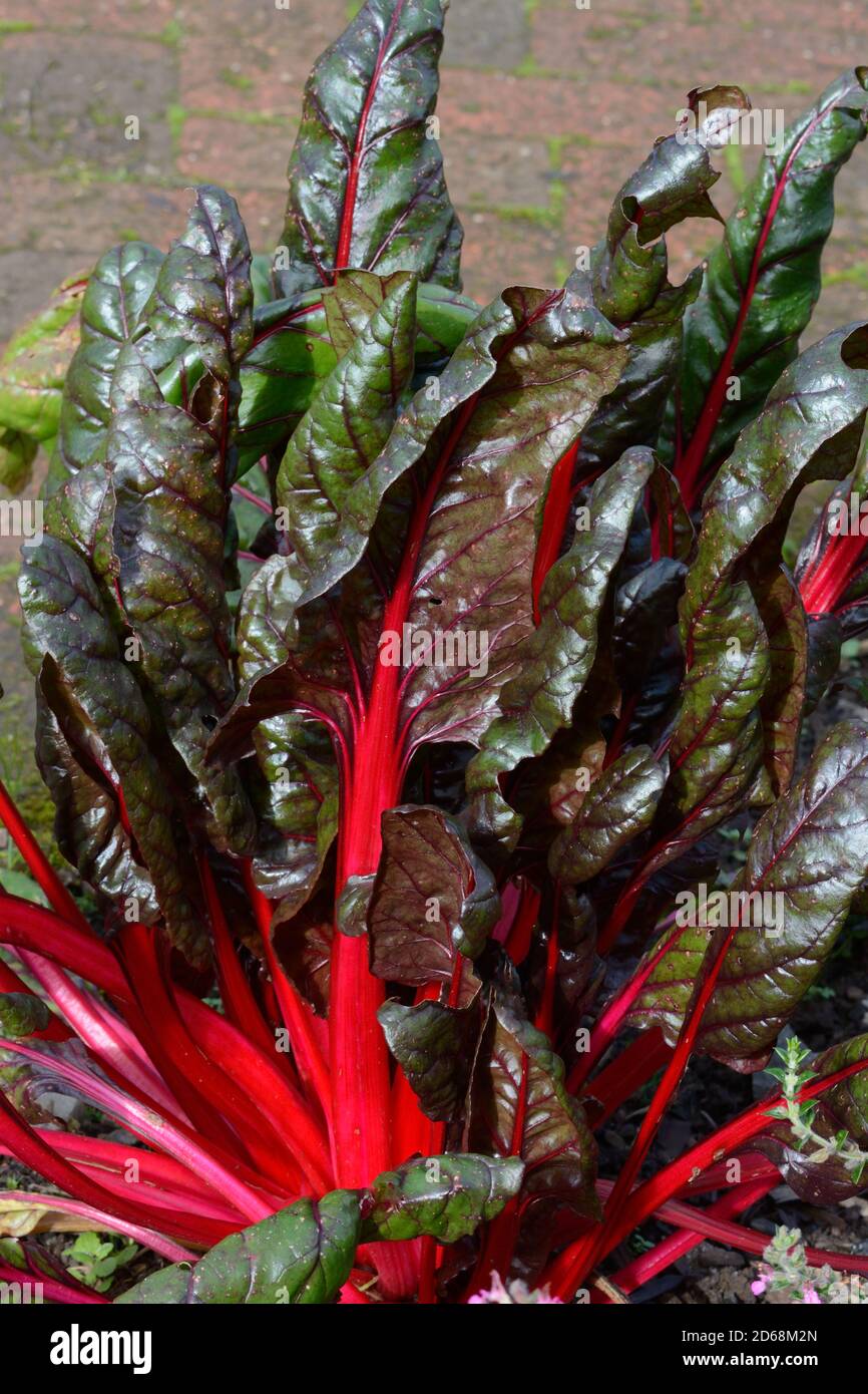 Beta vulgaris pink passion hi-res stock photography and images - Alamy