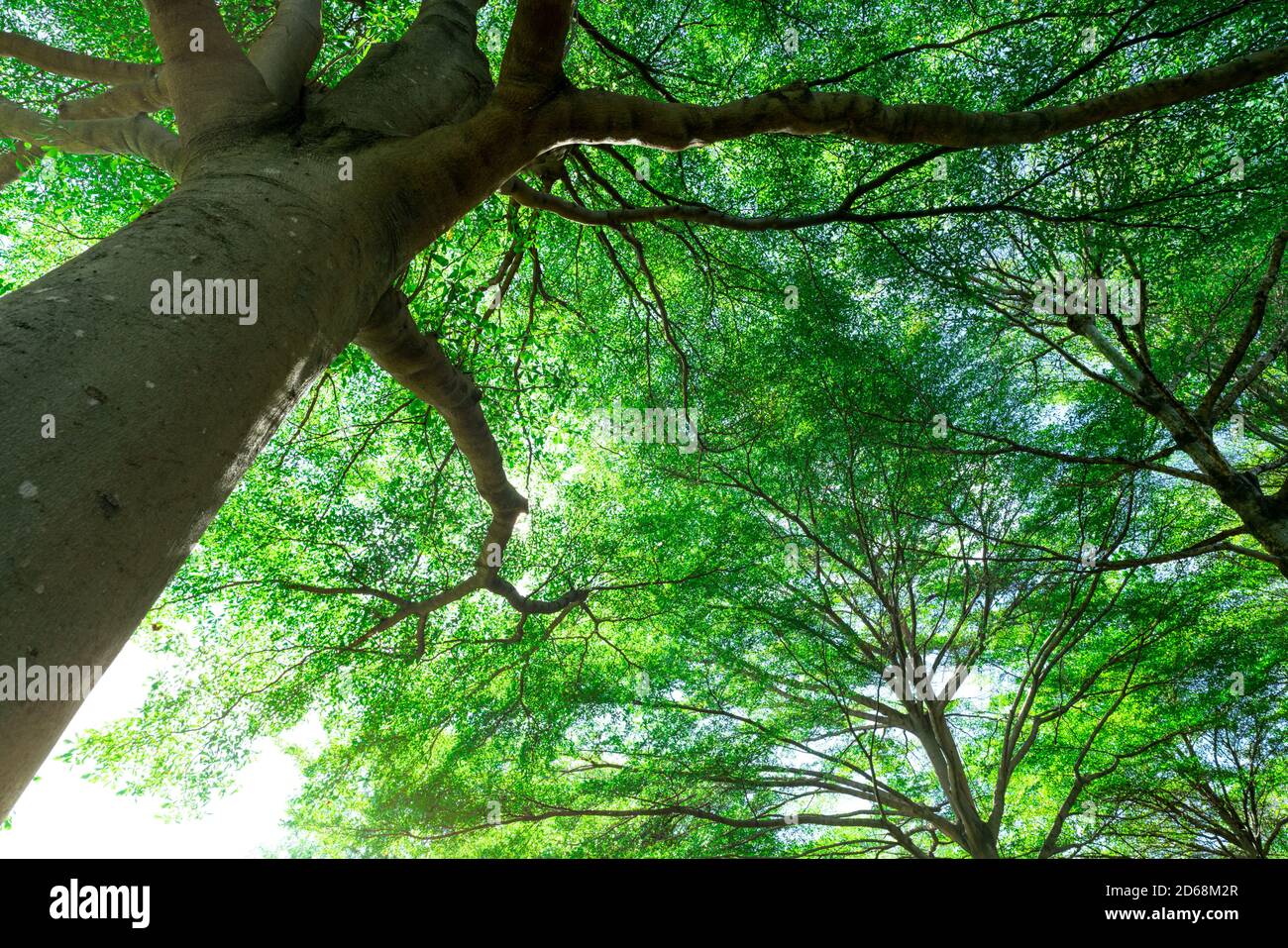 Tree trunk green leaves hi-res stock photography and images - Alamy