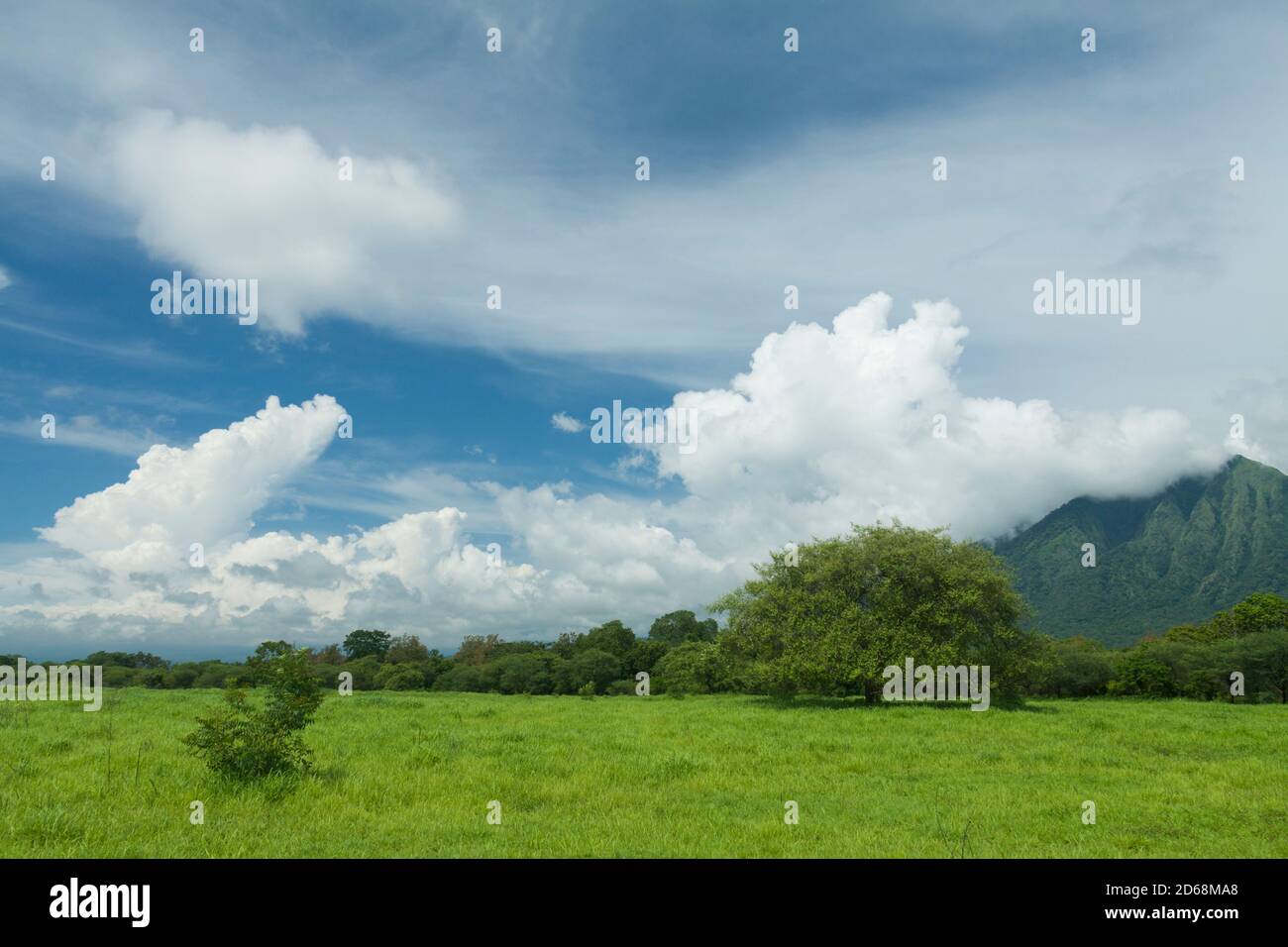 Green savana Bekol in Baluran national park, Situbondo, East Java Stock ...