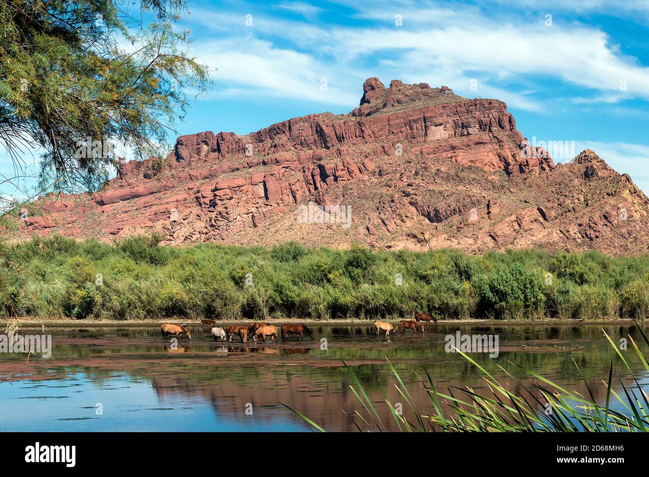 Salt River Wild Horses in Tonto National Forest near Phoenix, Arizona ...