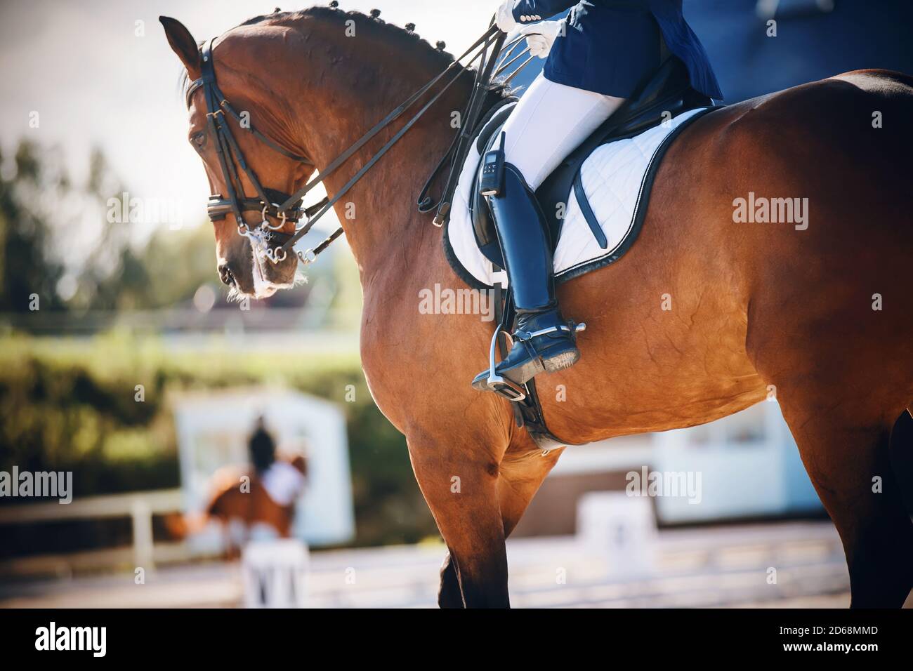 A beautiful bay horse, on which the rider sits in the saddle in a blue ...