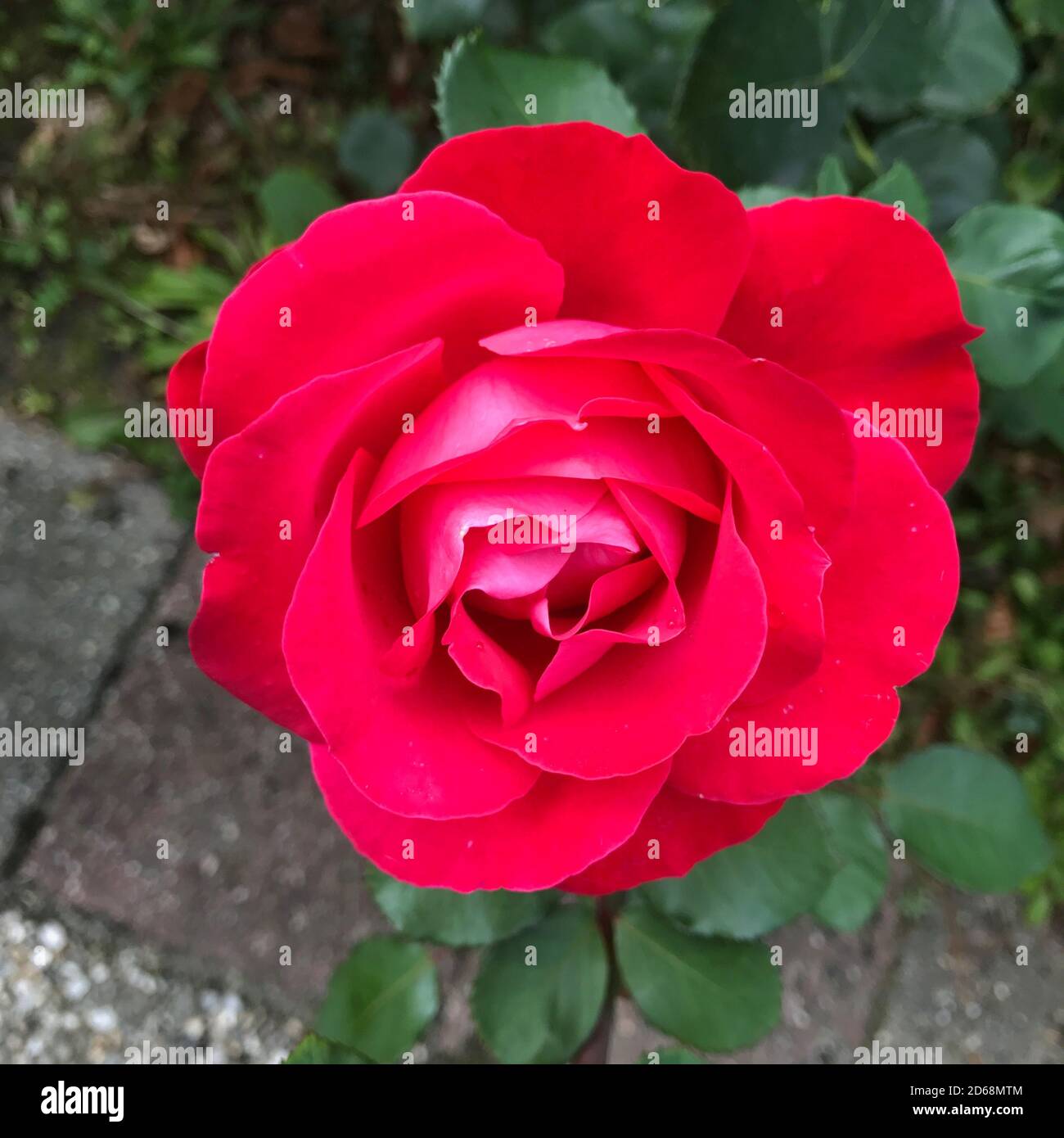 a Close-up of a red rose seen from above Stock Photo - Alamy