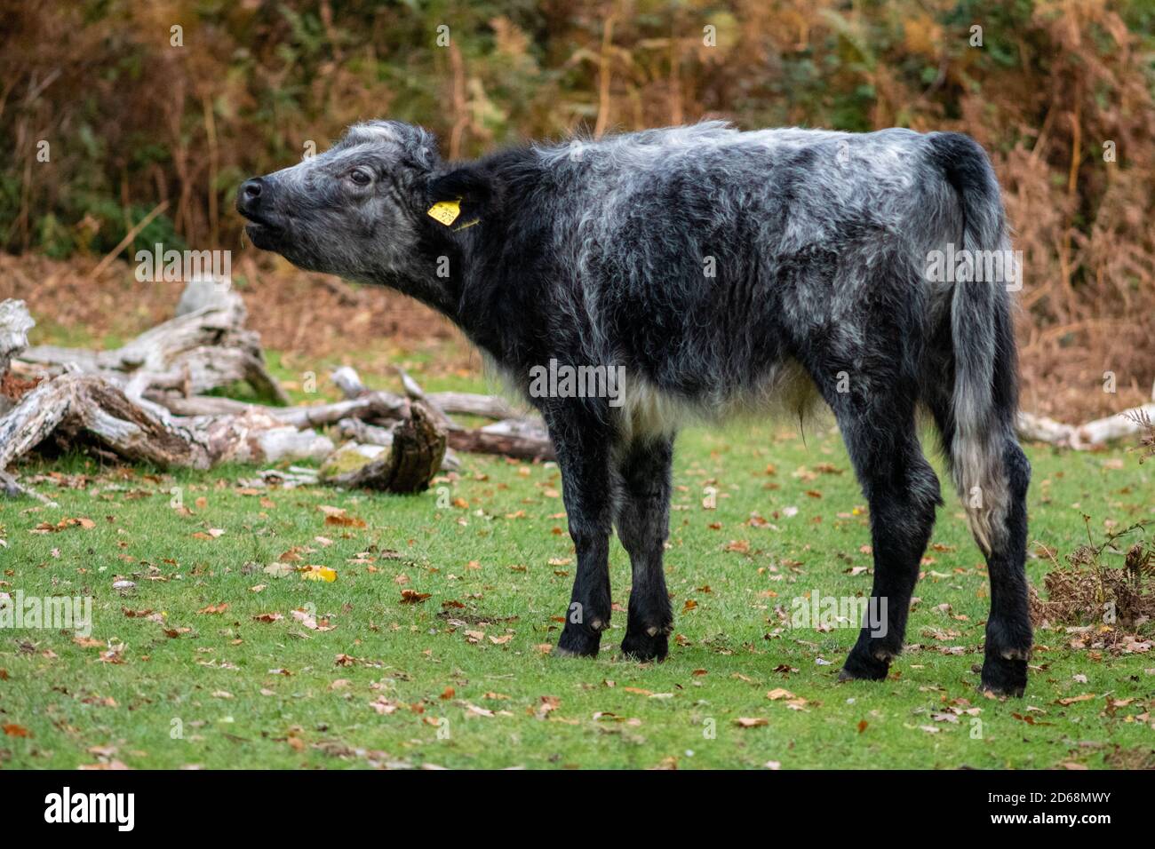 Mooing hi-res stock photography and images - Alamy