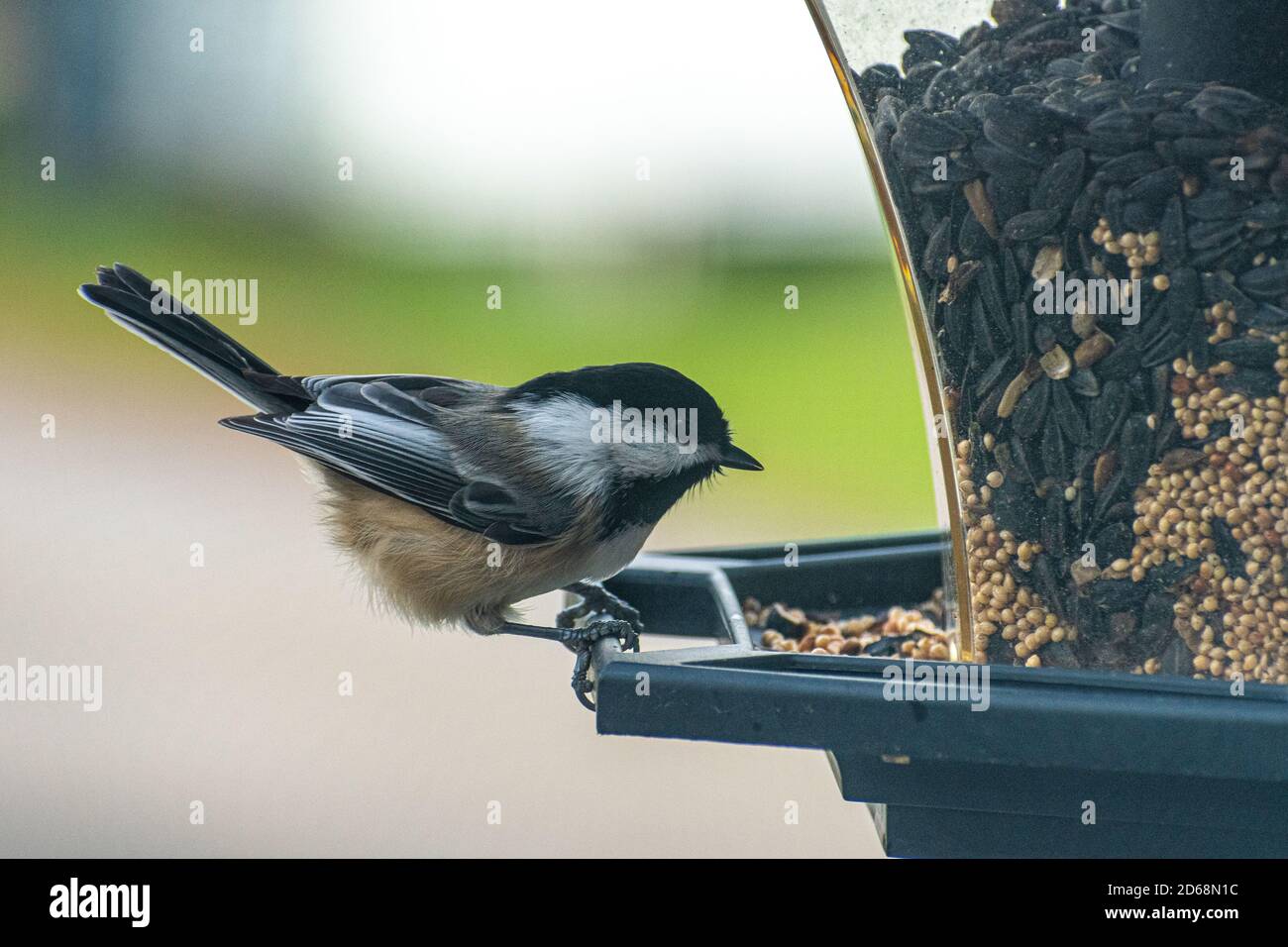 Black capped chickadees hi-res stock photography and images - Alamy