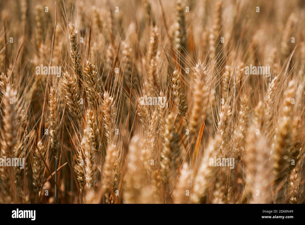Yellow grain ready for harvest growing in a farm field Stock Photo - Alamy