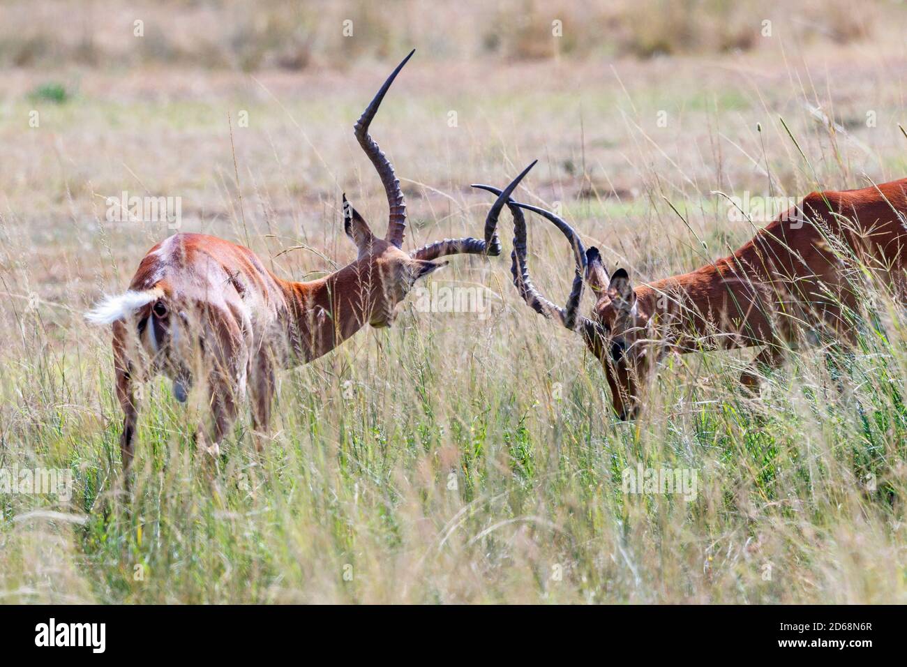 Impala males fight against each other on the savannah Stock Photo - Alamy