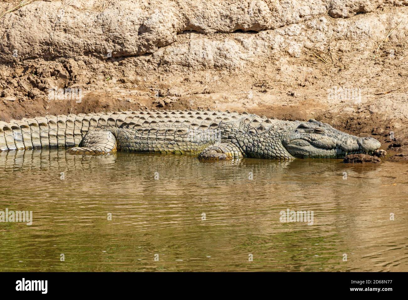 Crocodile beach hi-res stock photography and images - Alamy