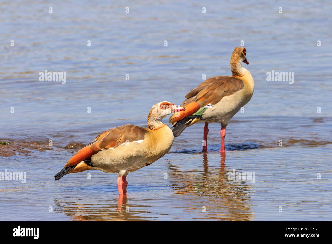 Egyptian Goose In Profile High Resolution Stock Photography and Images ...