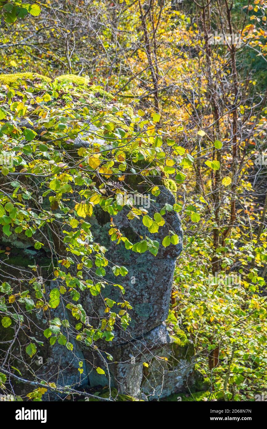 Autumn leaves at a tree branch in the forest Stock Photo - Alamy