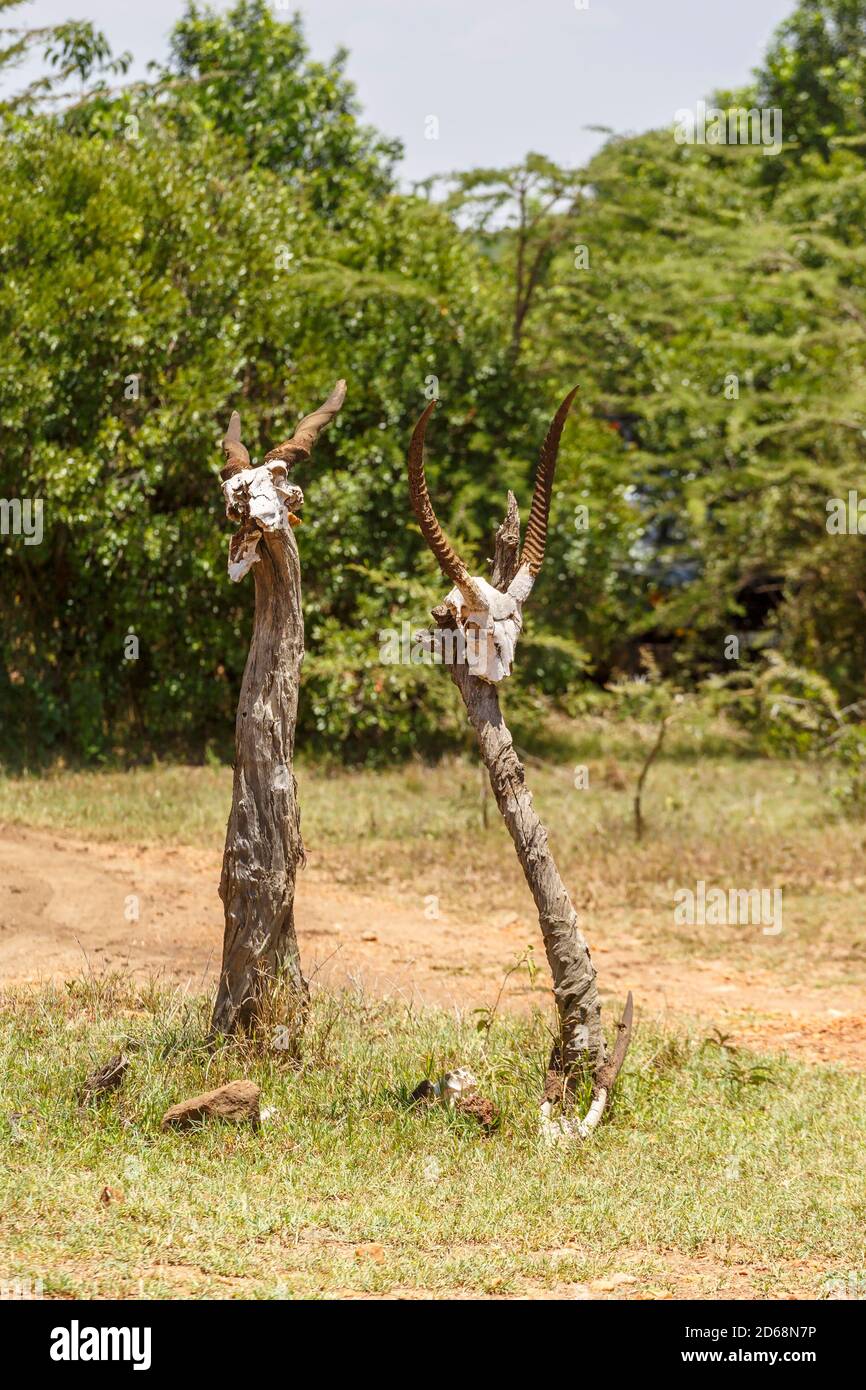 Skeleton bush hi-res stock photography and images - Alamy
