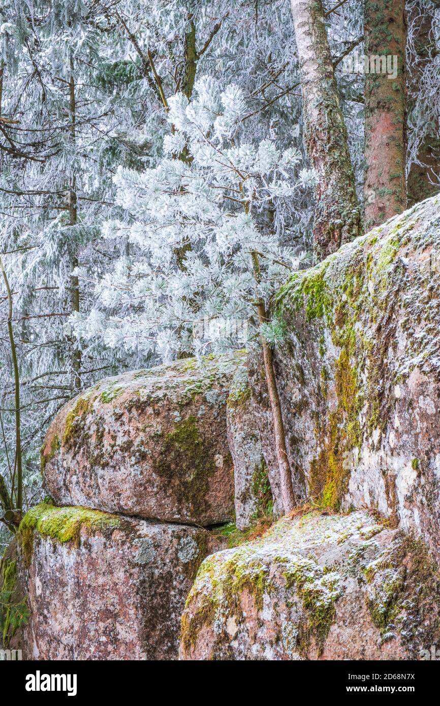 Pine tree with frost at a crevice in the forest Stock Photo - Alamy