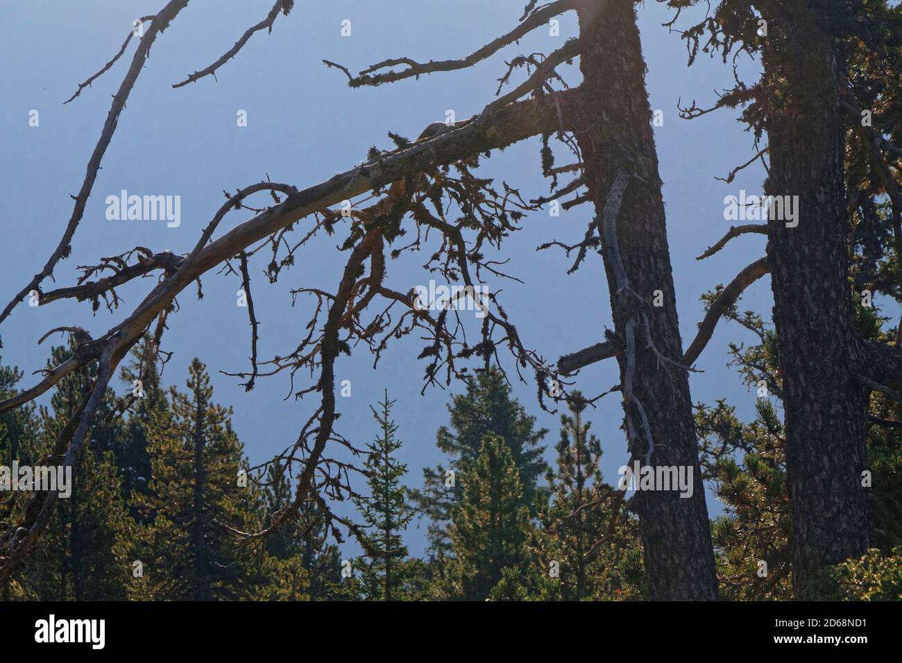 Dead trees branch through the morning fog Stock Photo - Alamy