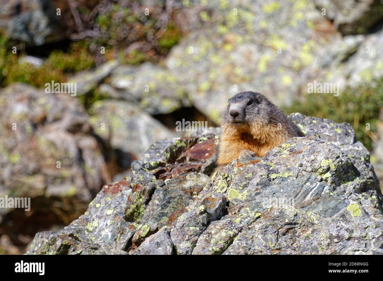 Fauna marmotta hi-res stock photography and images - Alamy
